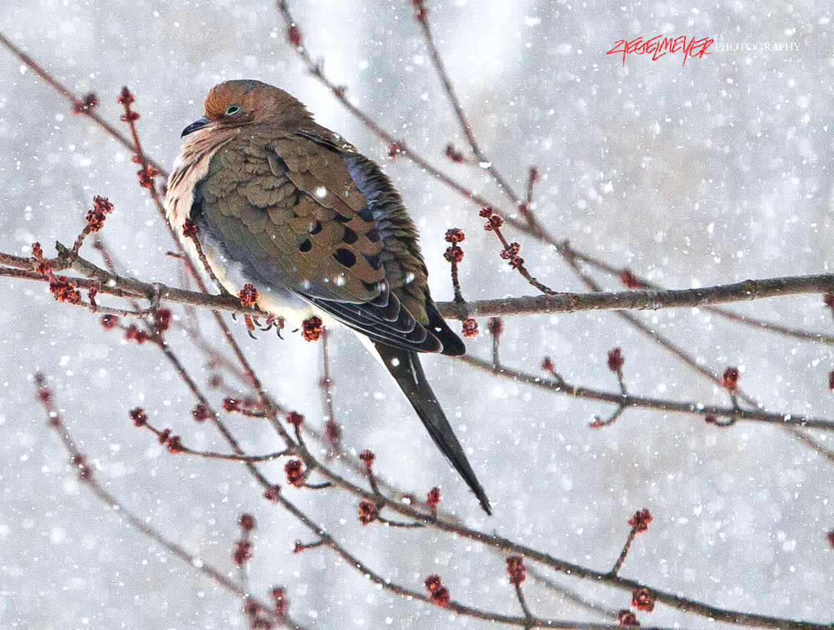 Mourning Dove in snow. ©2010 Steve Ziegelmeyer – Ziegelmeyer Photography
